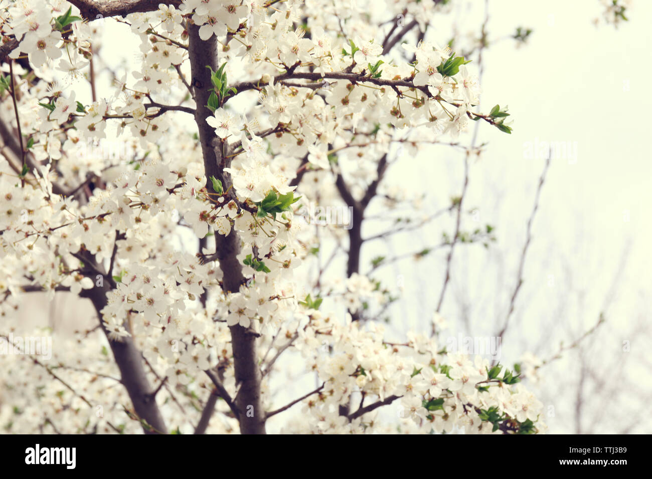 Beautiful spring blossoming tree Stock Photo - Alamy