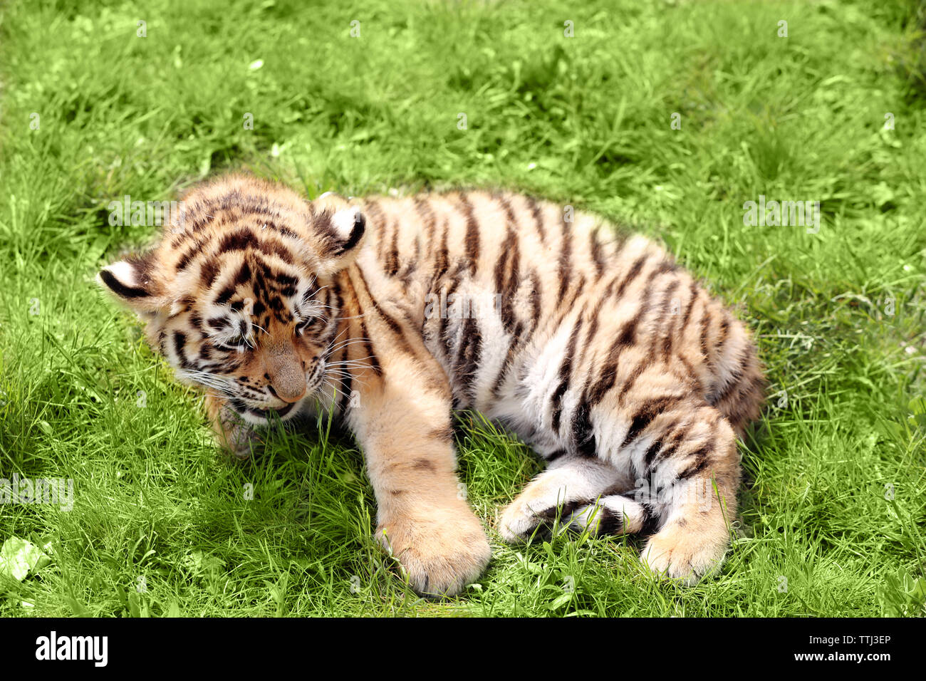 Baby tiger lying on grass Stock Photo - Alamy