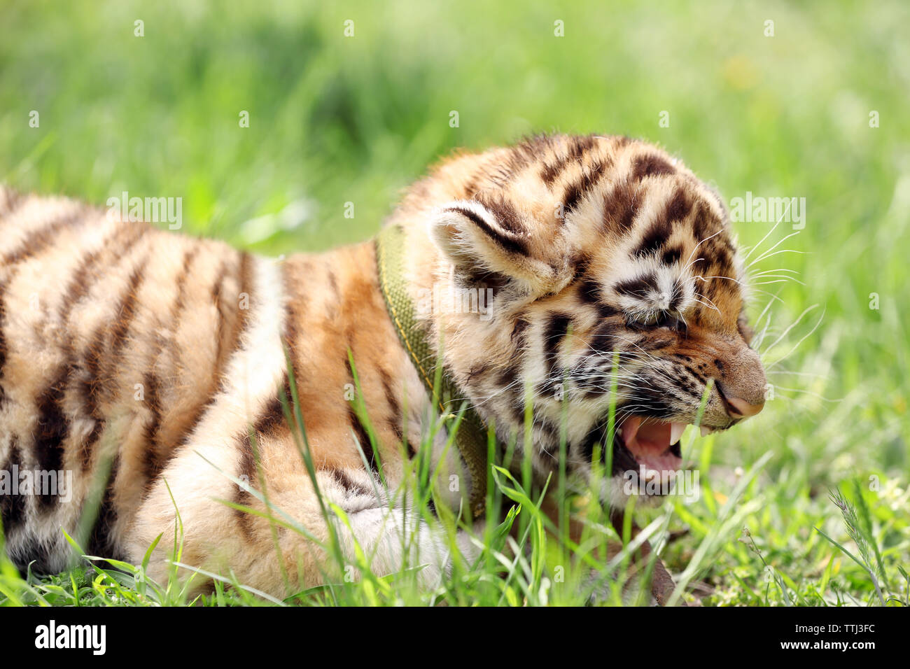 Yawning Baby Tiger