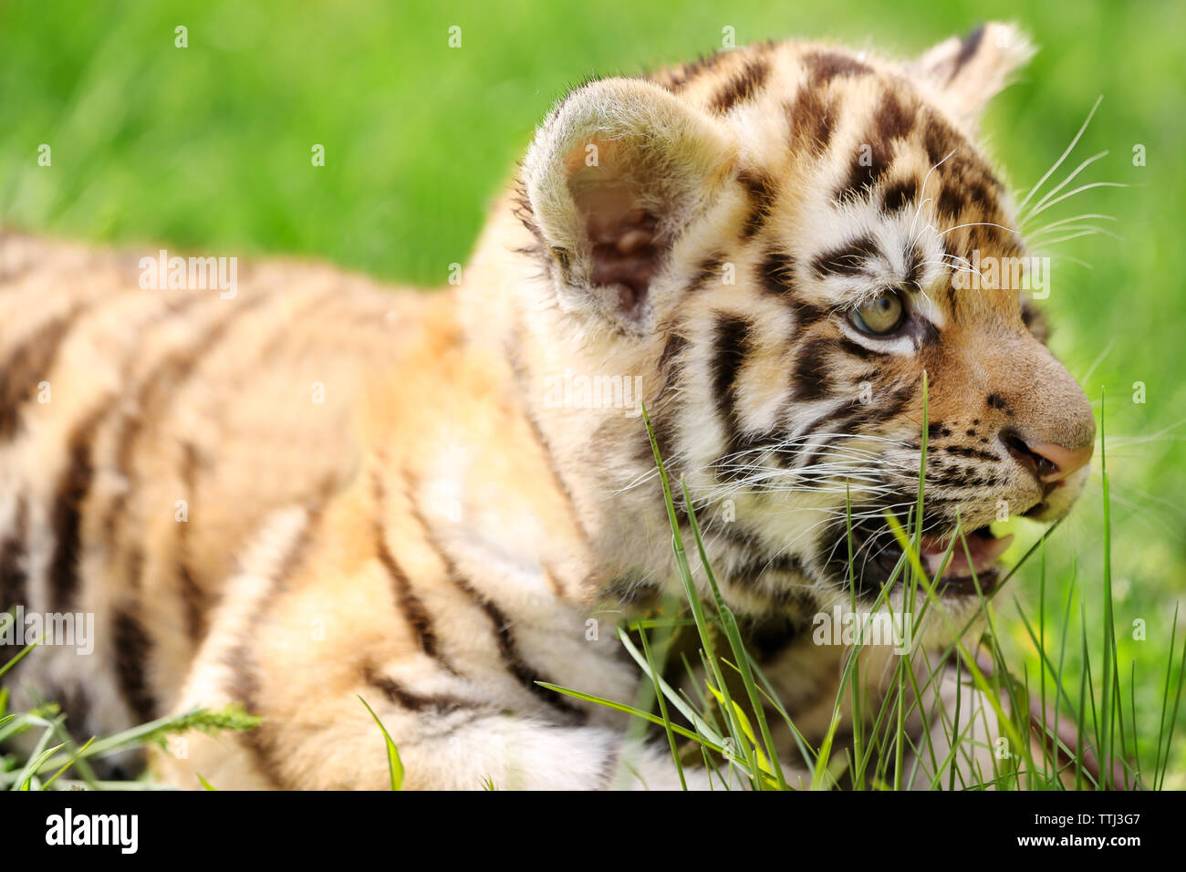 Baby tiger lying on grass Stock Photo - Alamy