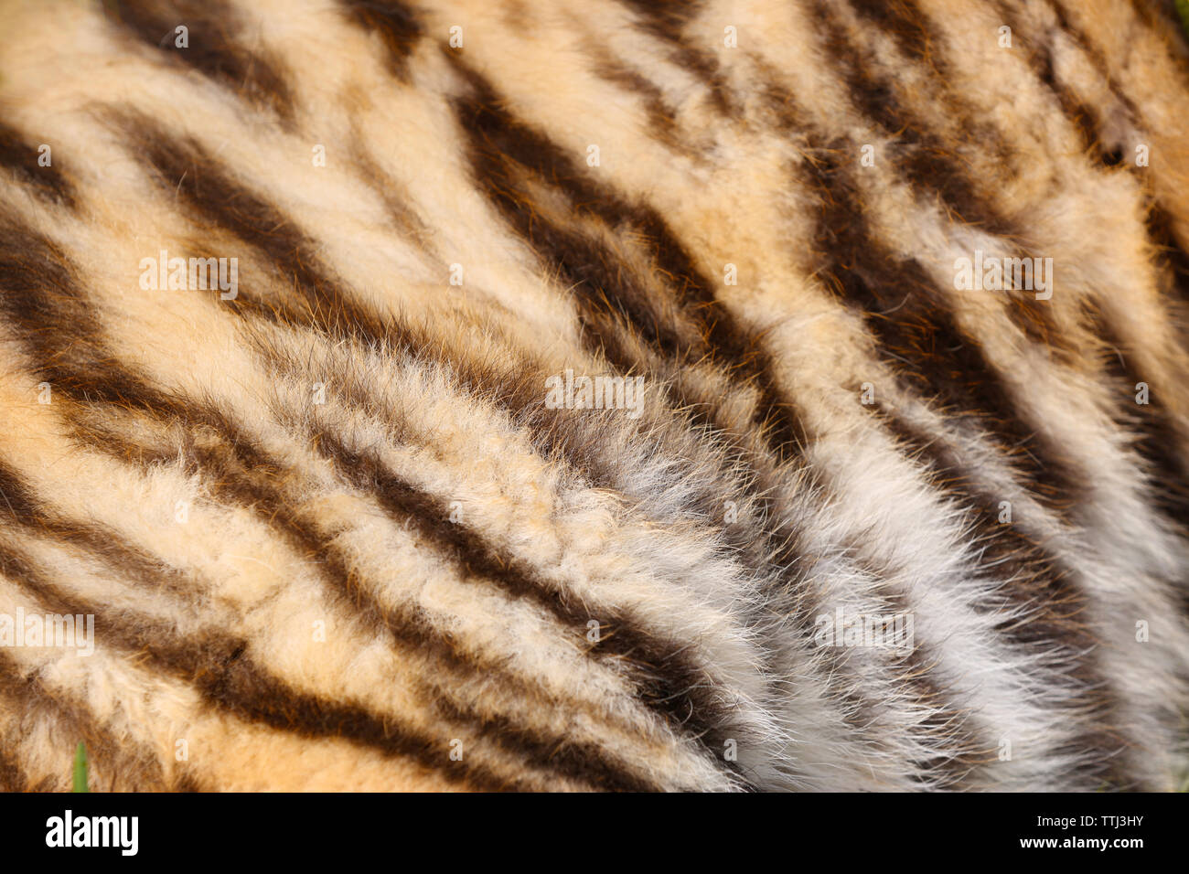 Tiger fur texture Stock Photo - Alamy