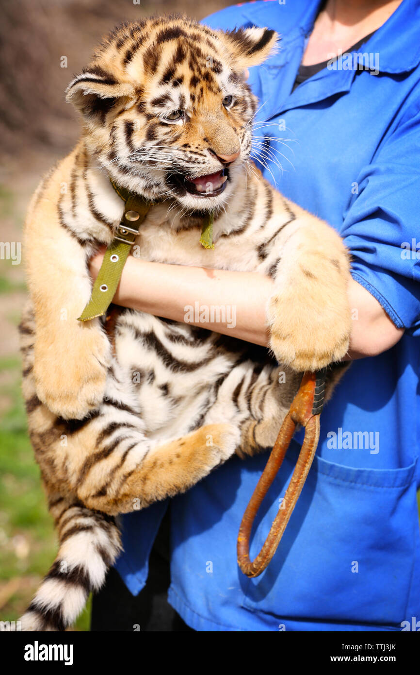 Hands up tiger hi-res stock photography and images - Alamy