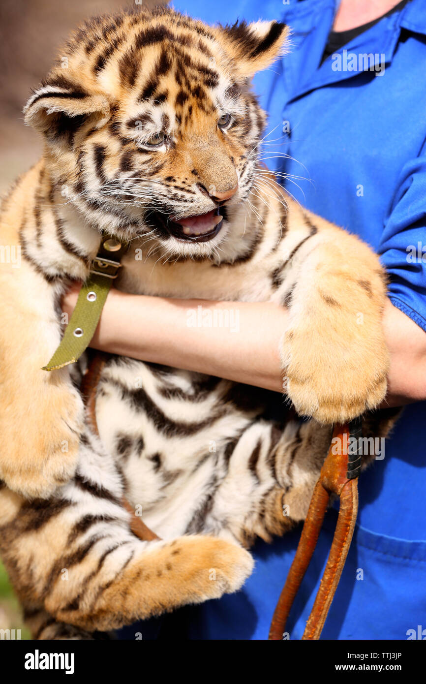 Woman holding baby tiger, close up Stock Photo - Alamy