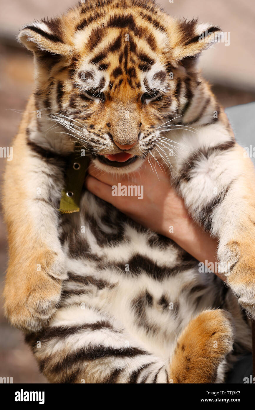 Female hands holding baby tiger, close up Stock Photo - Alamy