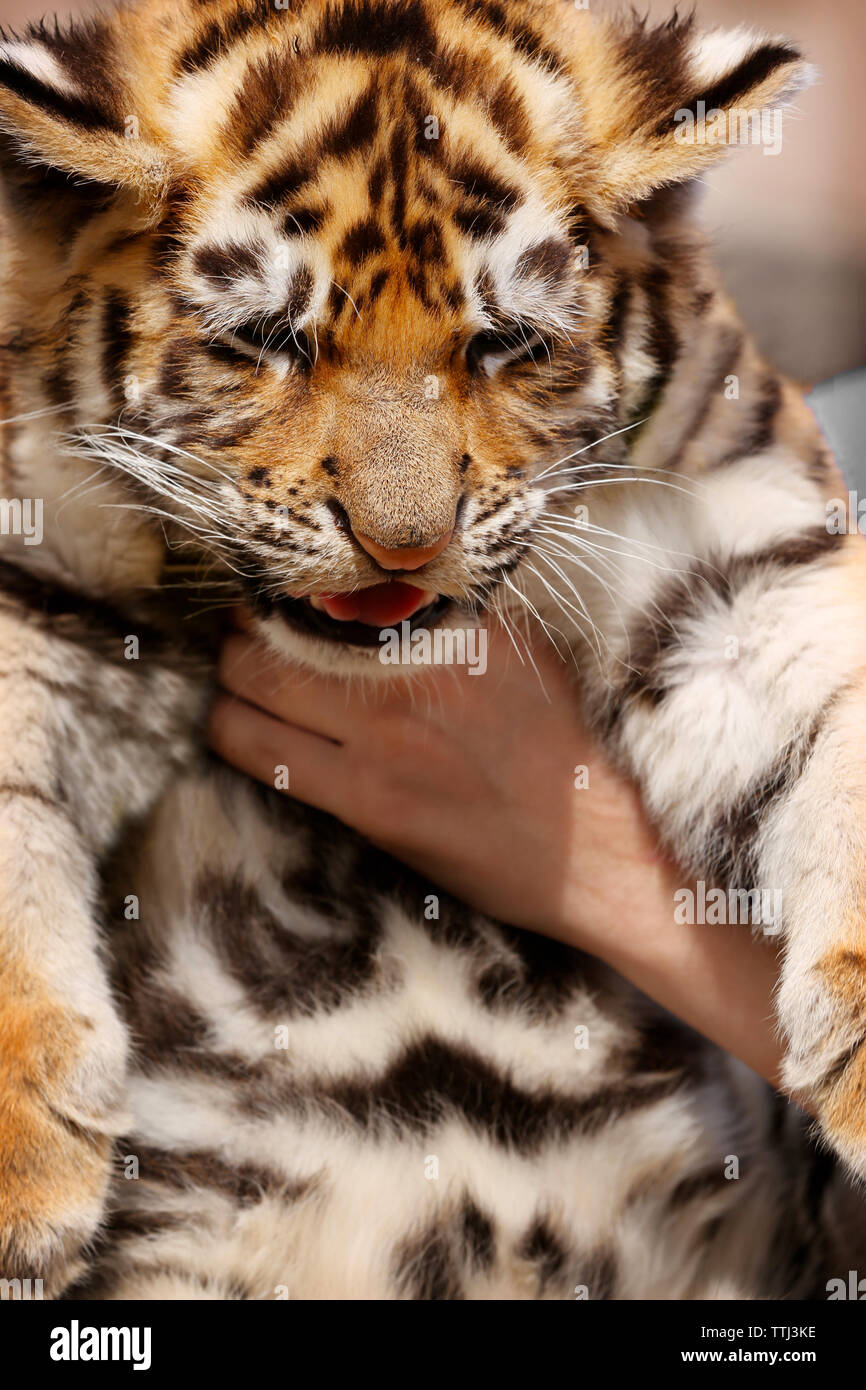Female hands holding baby tiger, close up Stock Photo - Alamy