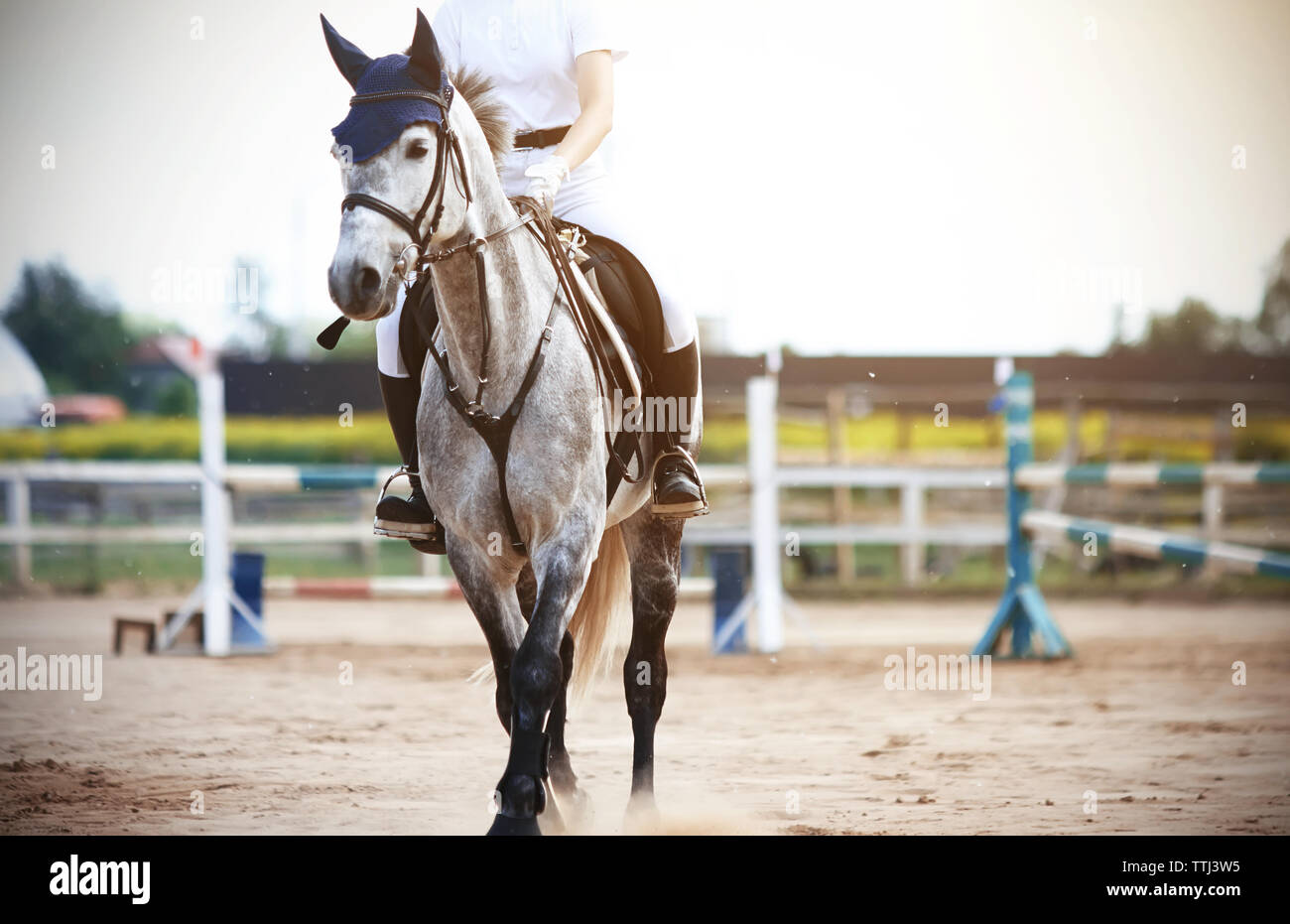 Gray stallion horse rider riding hi-res stock photography and images ...