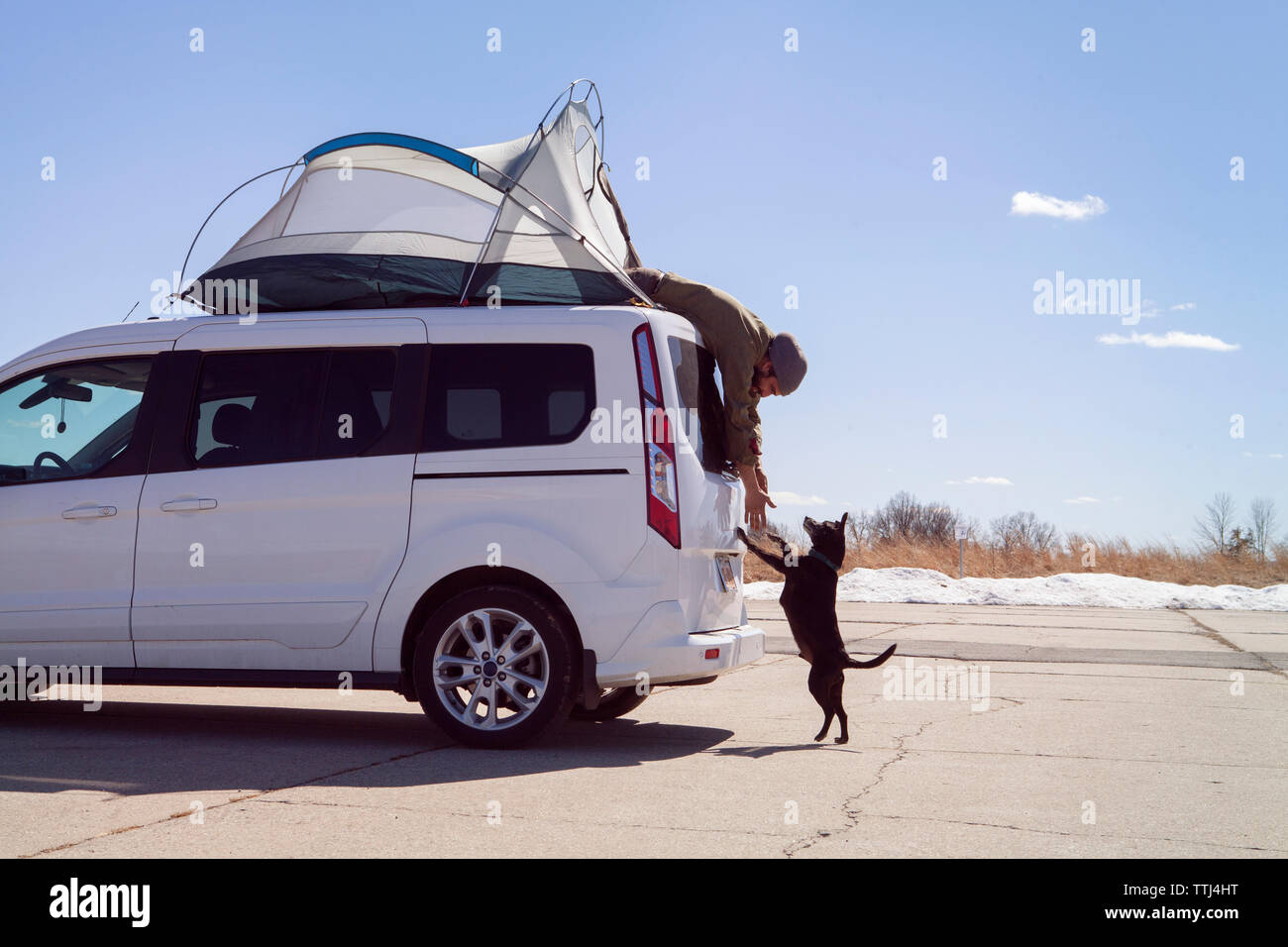 Side view of man reaching dog rearing up while sitting in tent on car ...