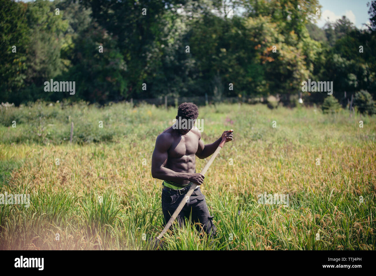 Shirtless muscular farmer working on field Stock Photo - Alamy