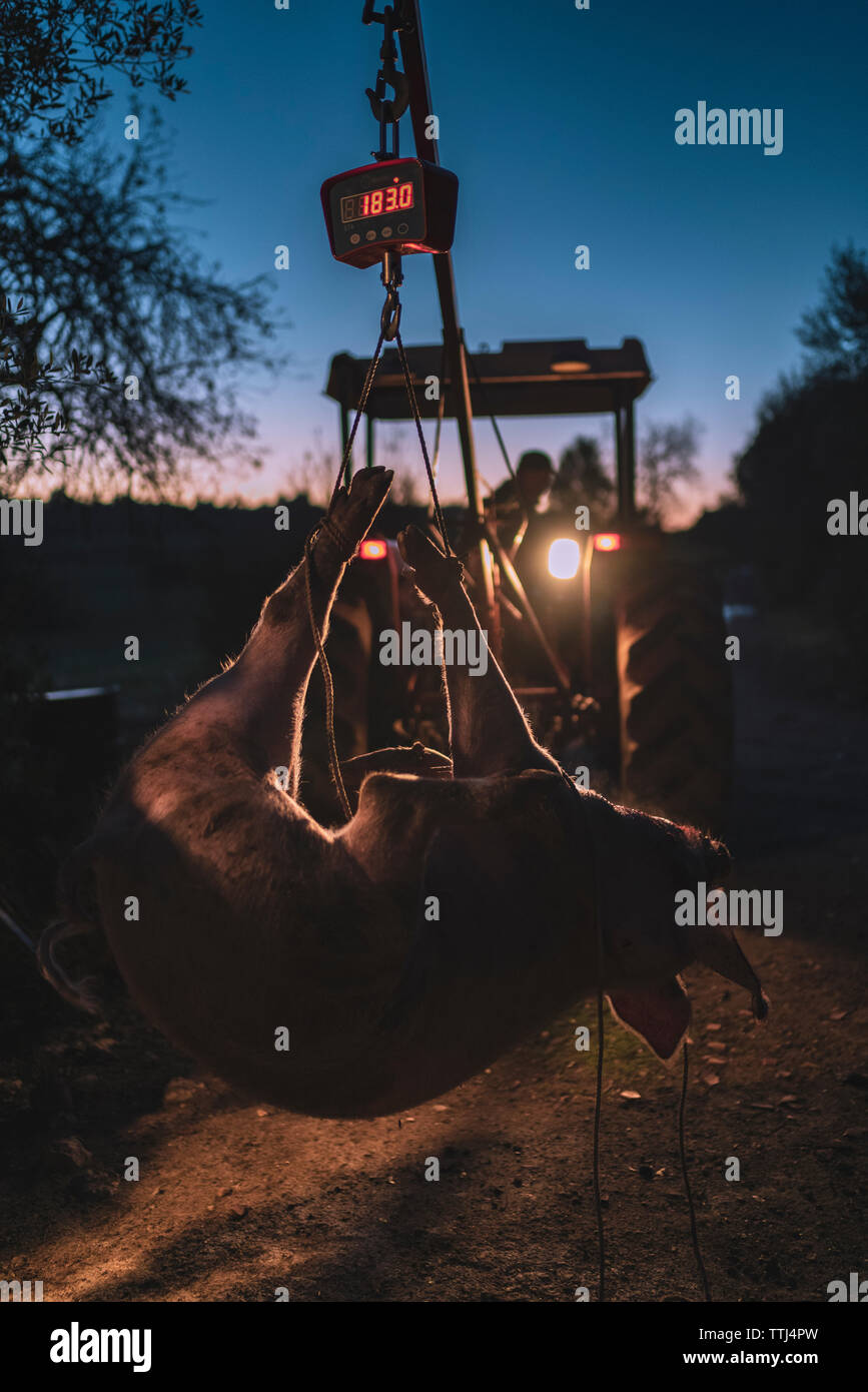 Pig hanging from a tractor weighing on a scale Stock Photo - Alamy