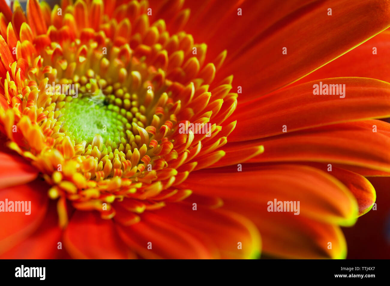 Close-up of gerbera daisy Stock Photo - Alamy
