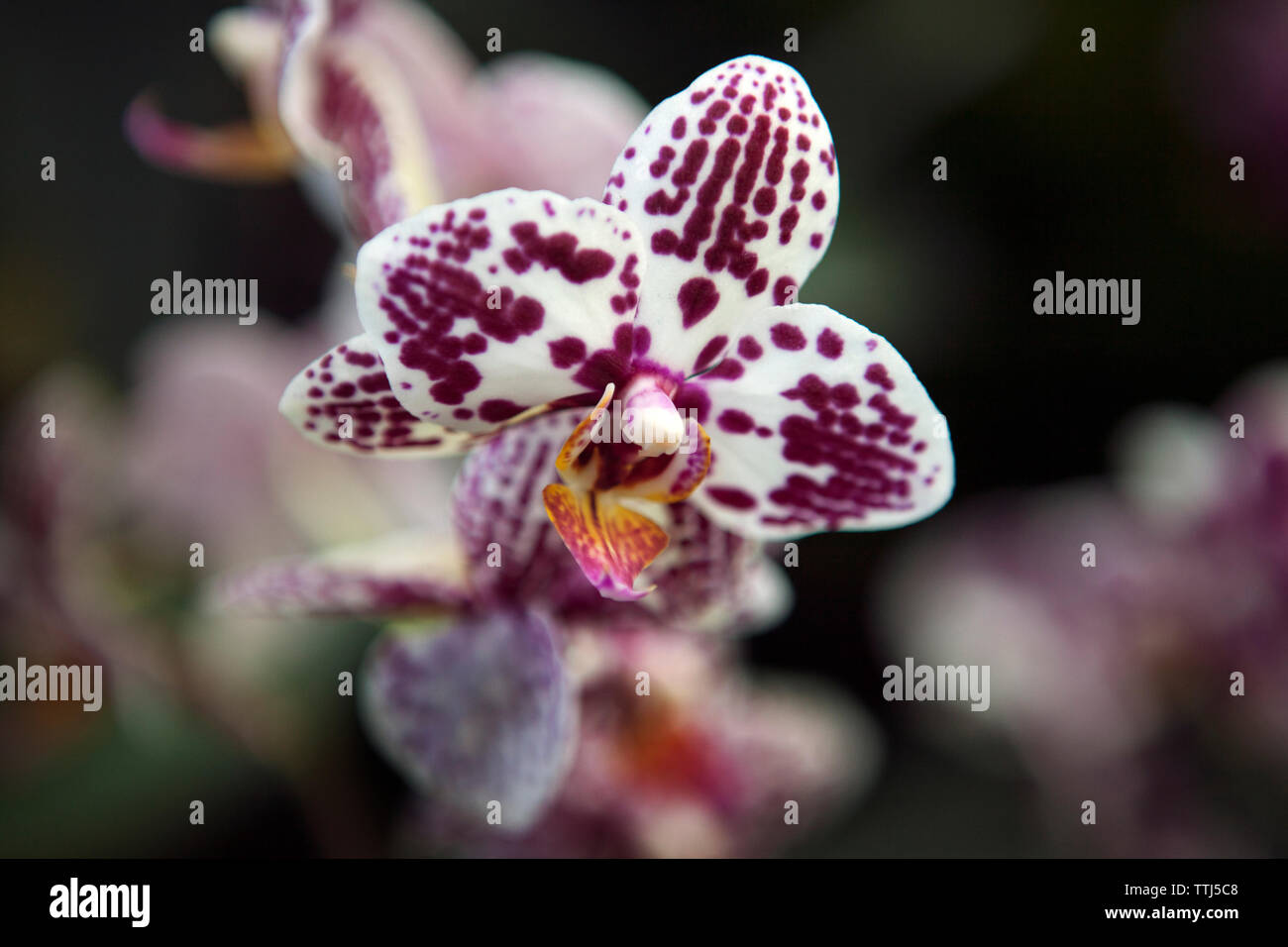 Orchid spotted hi-res stock photography and images - Alamy