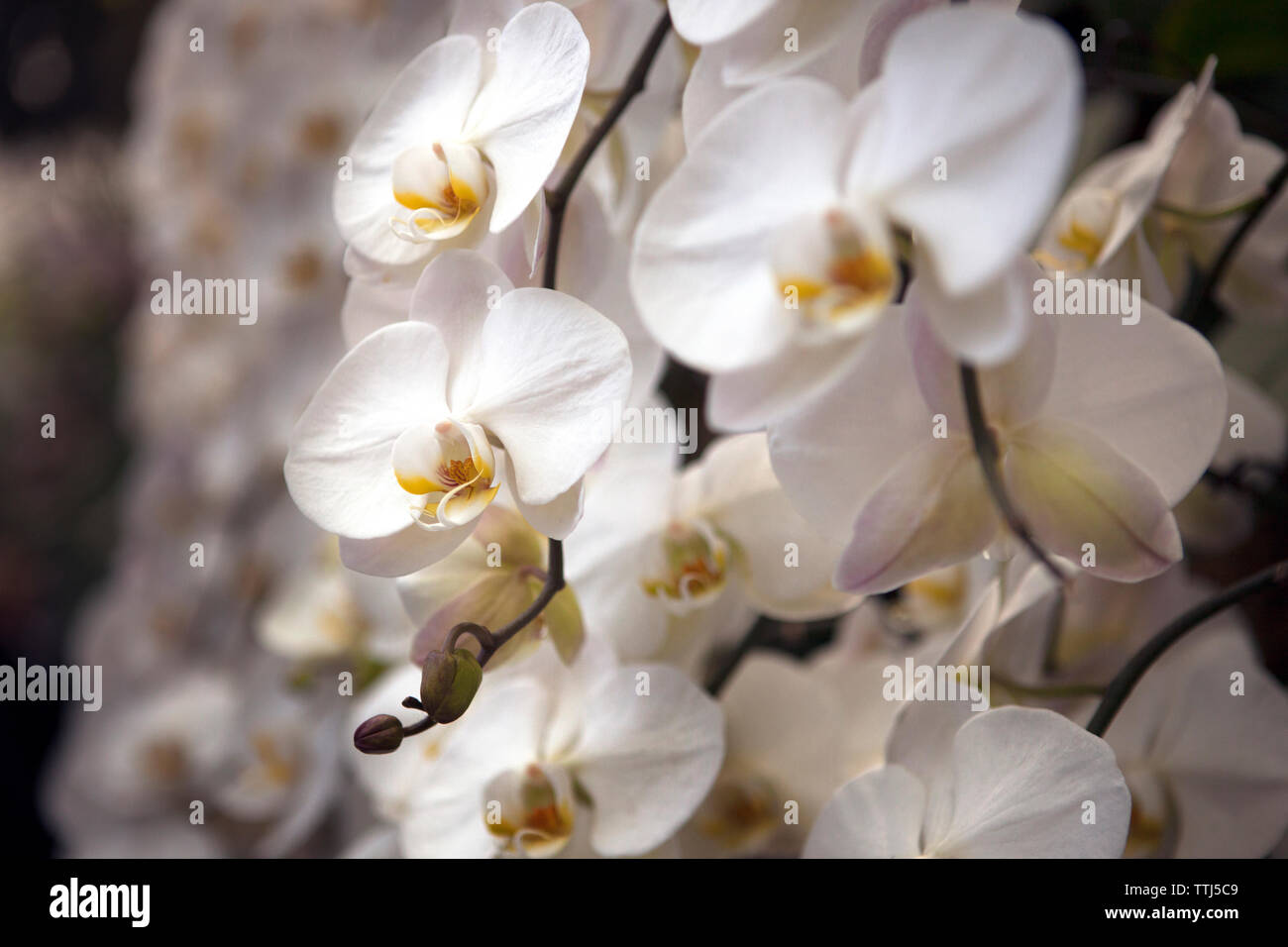 Close-up white orchid flowers Stock Photo - Alamy