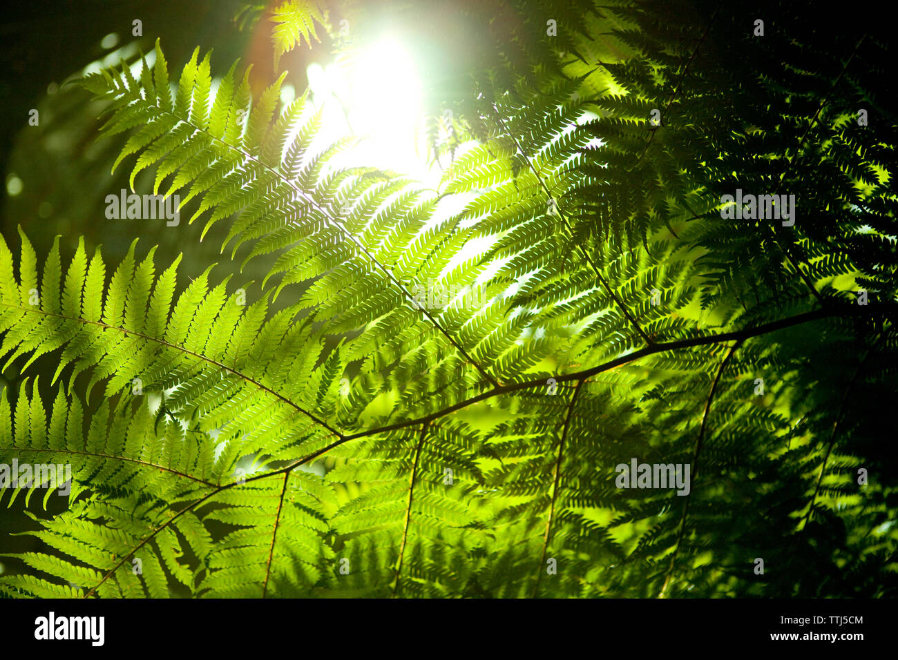 Fern leaves back lit hi-res stock photography and images - Alamy