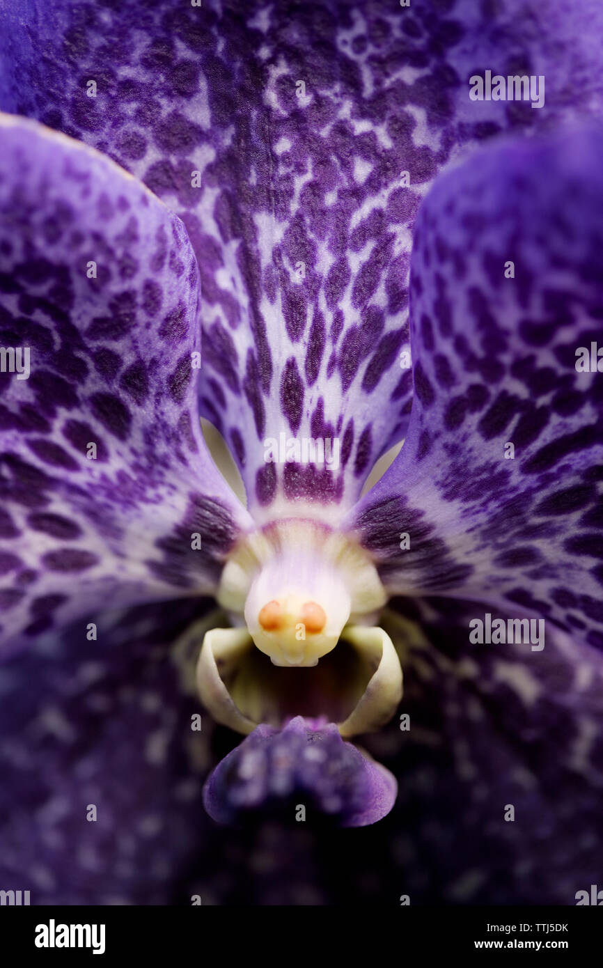 Purple spotted orchid hi-res stock photography and images - Alamy