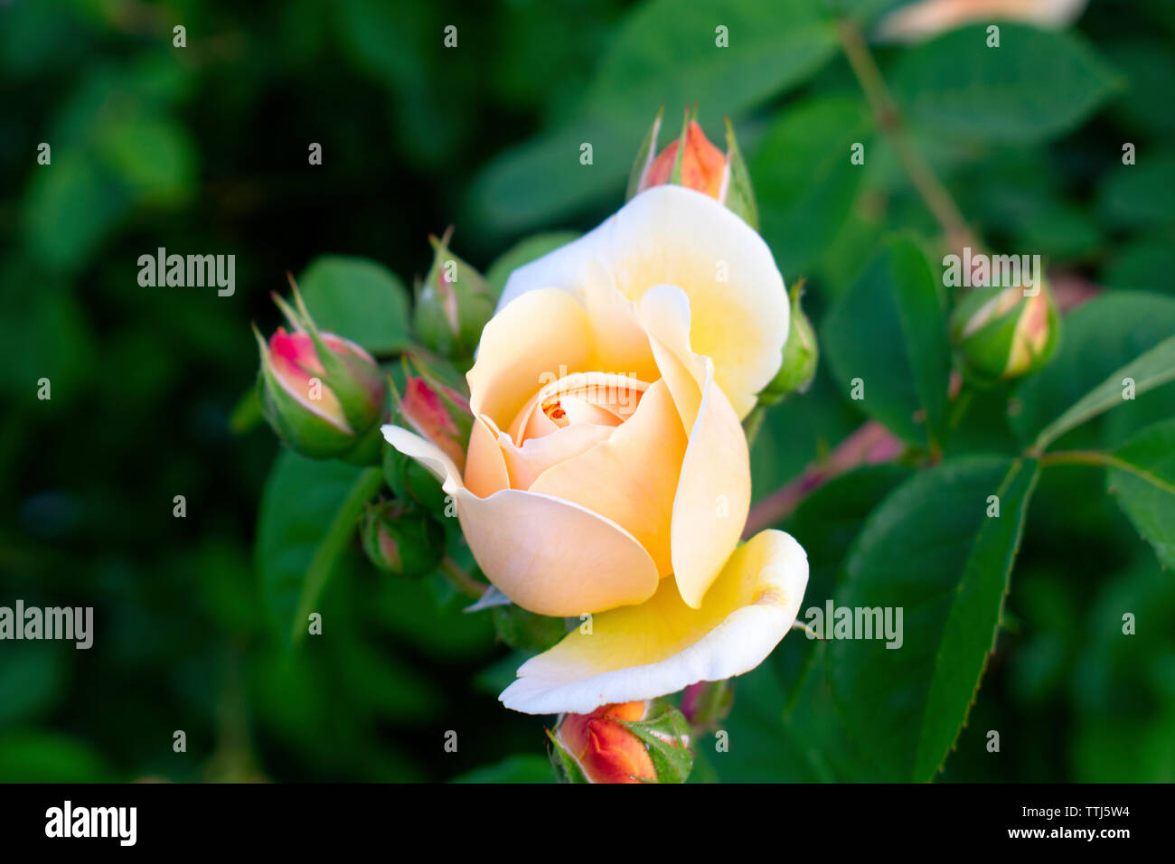 Single large pink rose in a background of dark green leaves -02 Stock ...