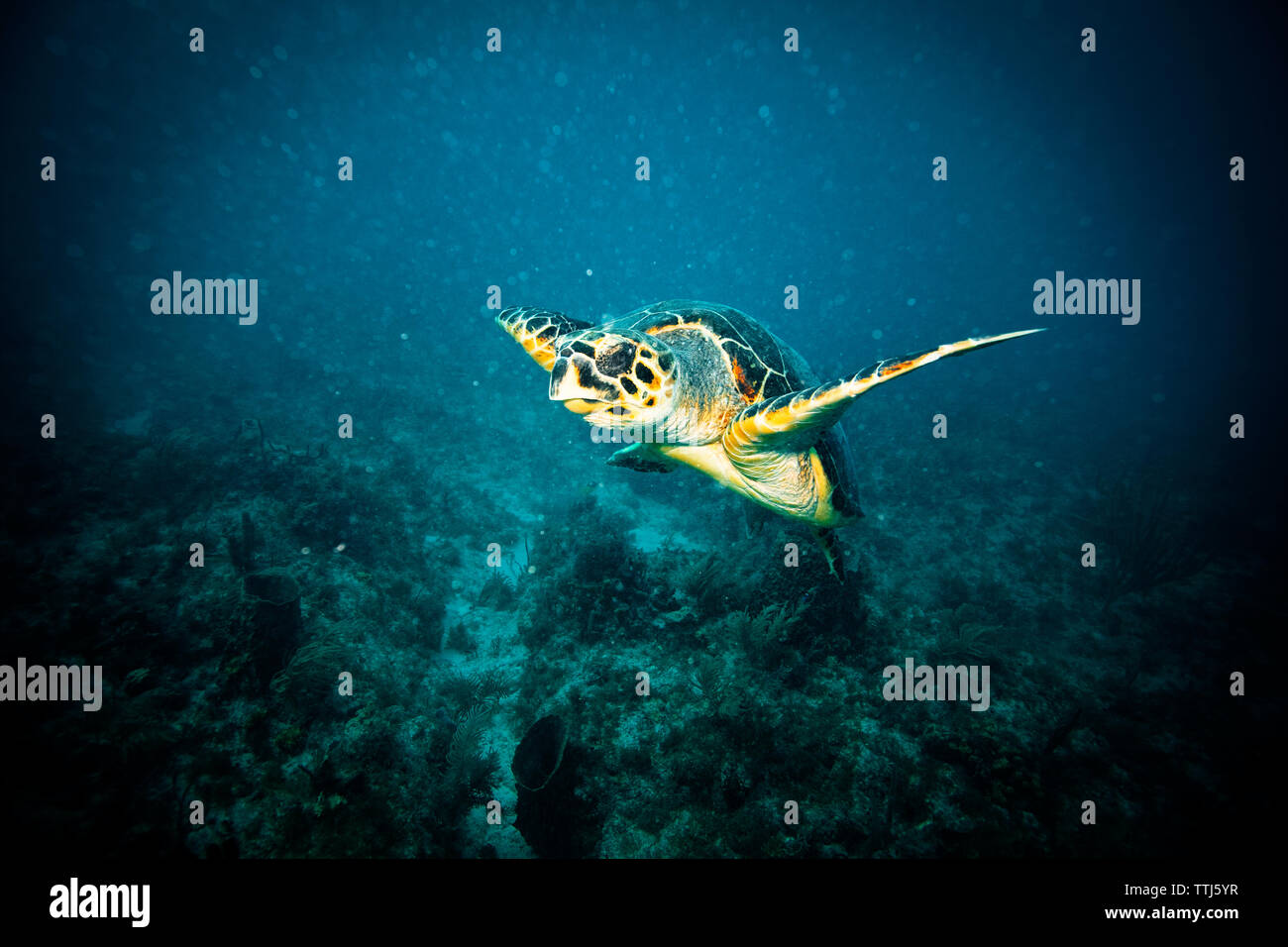 Sea turtle swimming in water Stock Photo - Alamy