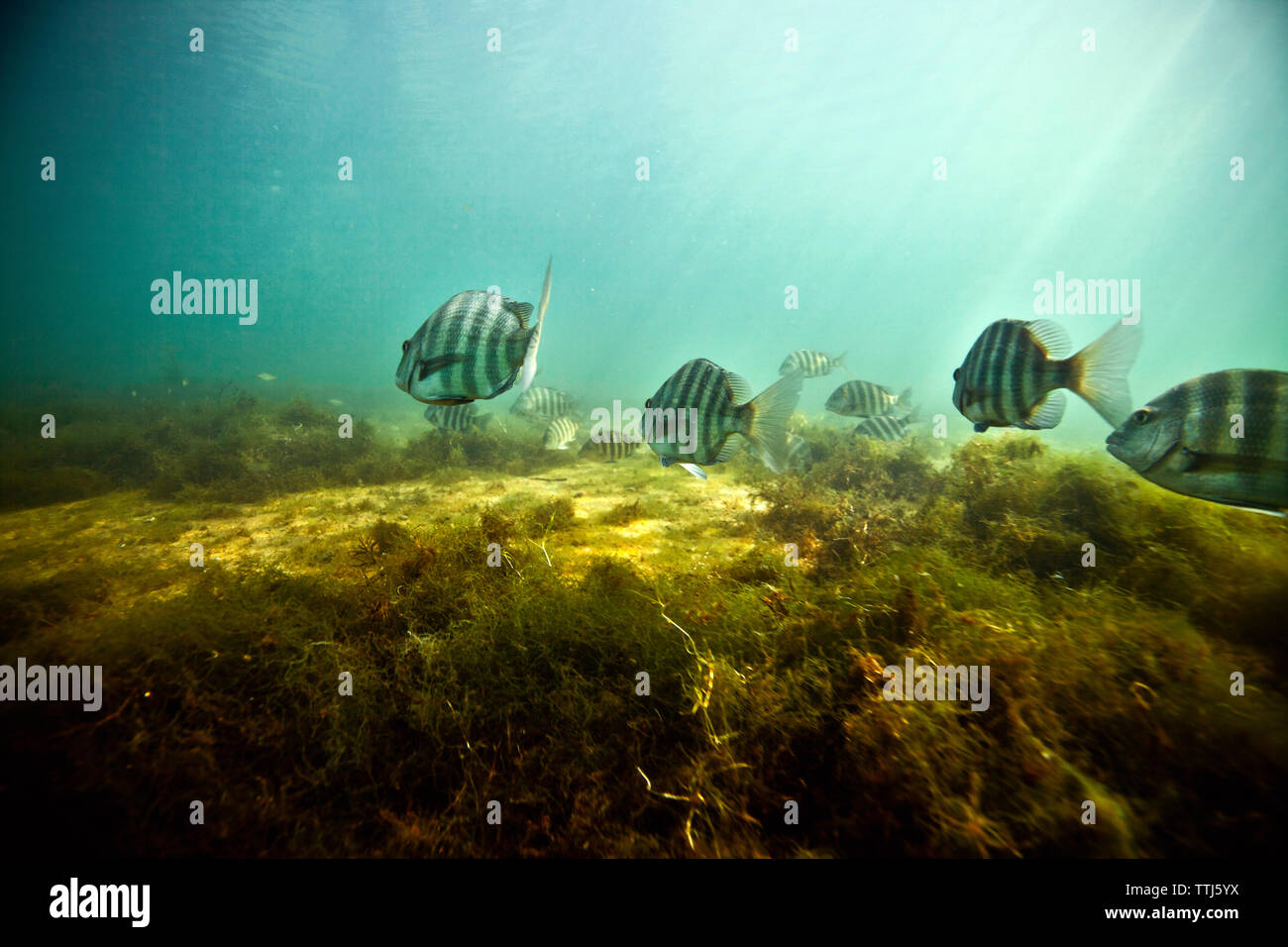 Underwater surface hi-res stock photography and images - Alamy