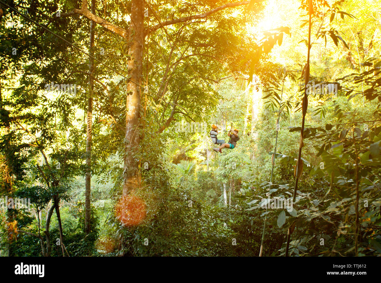 Trees lining sunlight hi-res stock photography and images - Alamy