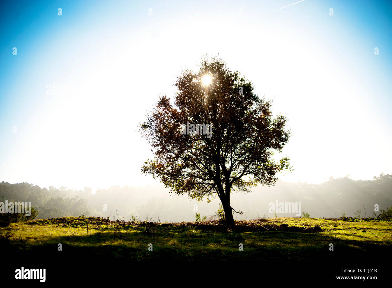 Back against tree hi-res stock photography and images - Alamy