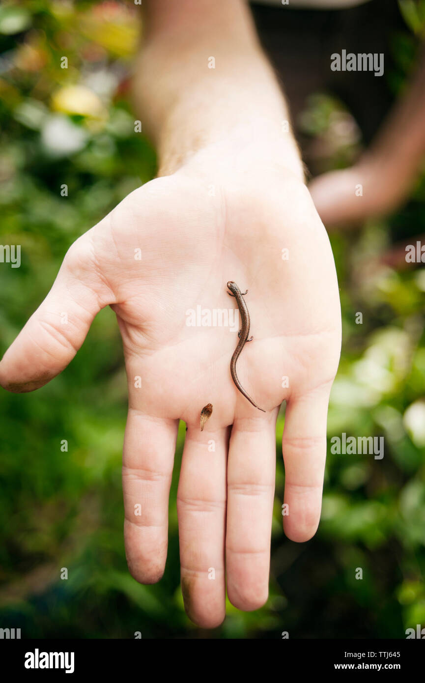 Overhead view small reptile on palm Stock Photo - Alamy