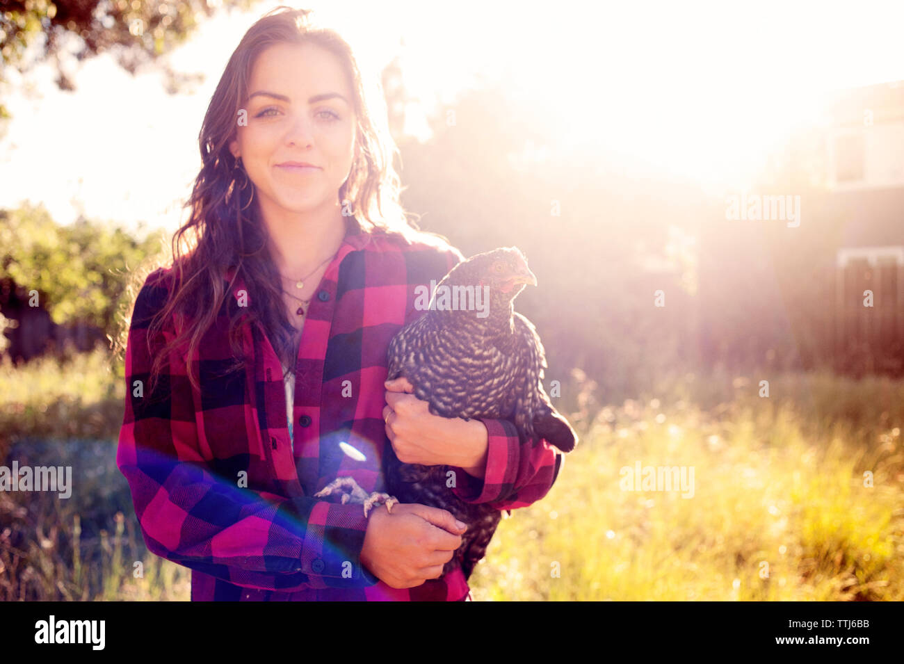 One day old chicken hi-res stock photography and images - Alamy