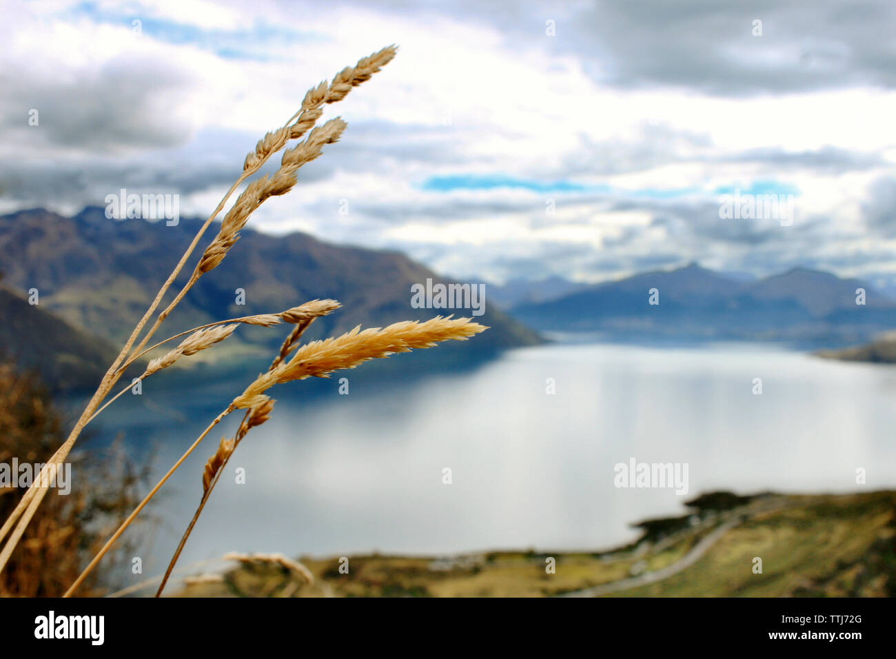 Plant and mountains hi-res stock photography and images - Alamy
