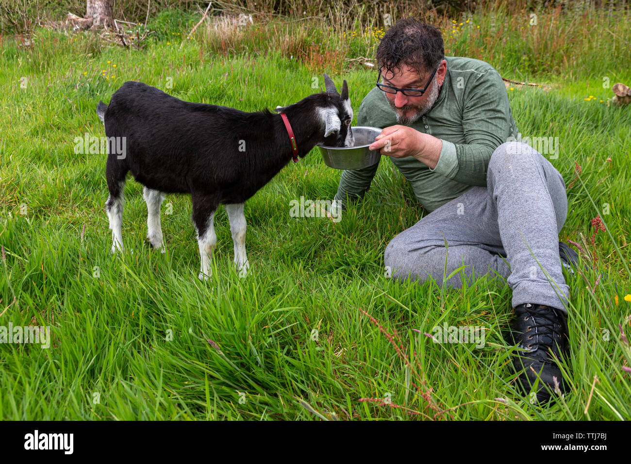 Man feeding goats hi-res stock photography and images - Alamy