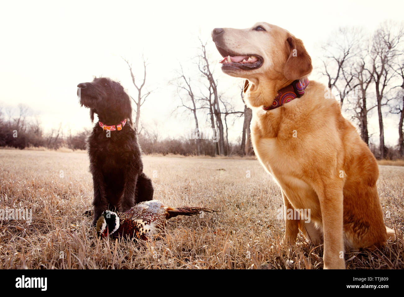 Dead dogs hi-res stock photography and images - Alamy