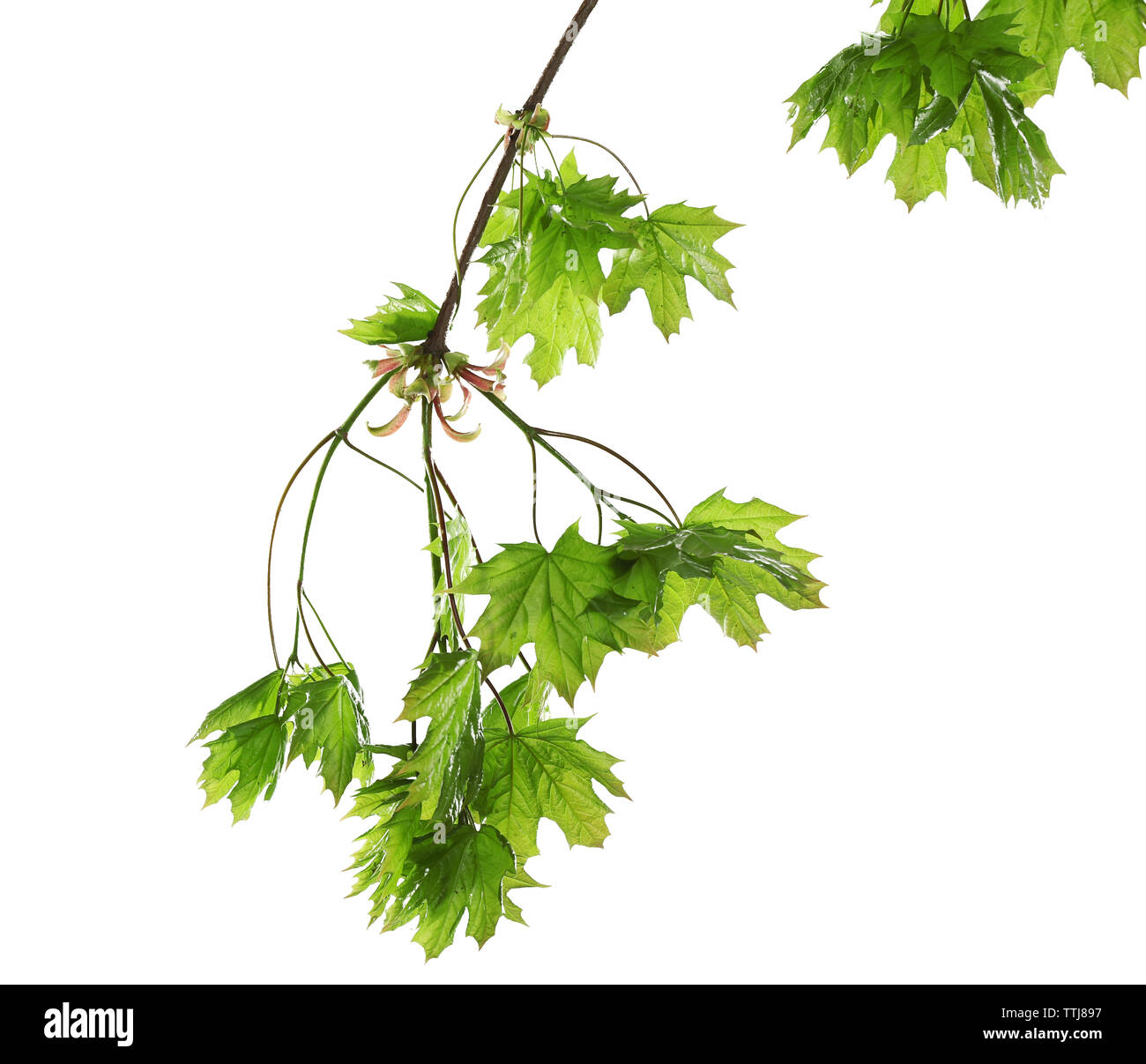 Green tree branch, isolated on white Stock Photo - Alamy