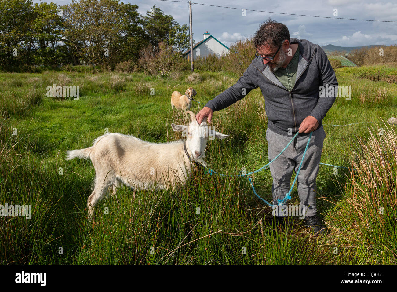 Tethered goat hi-res stock photography and images - Alamy