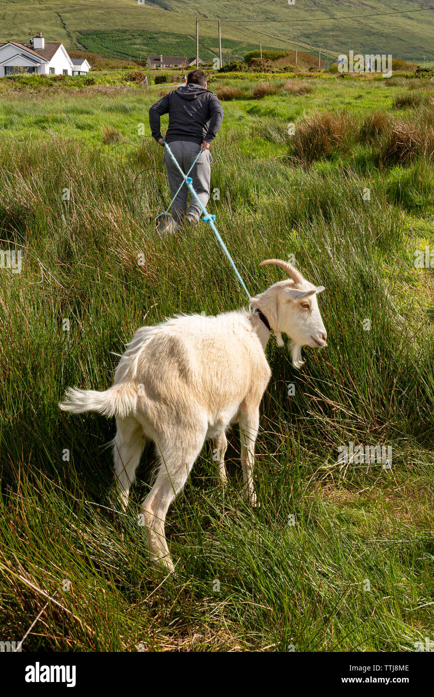 Tethered goat hi-res stock photography and images - Alamy
