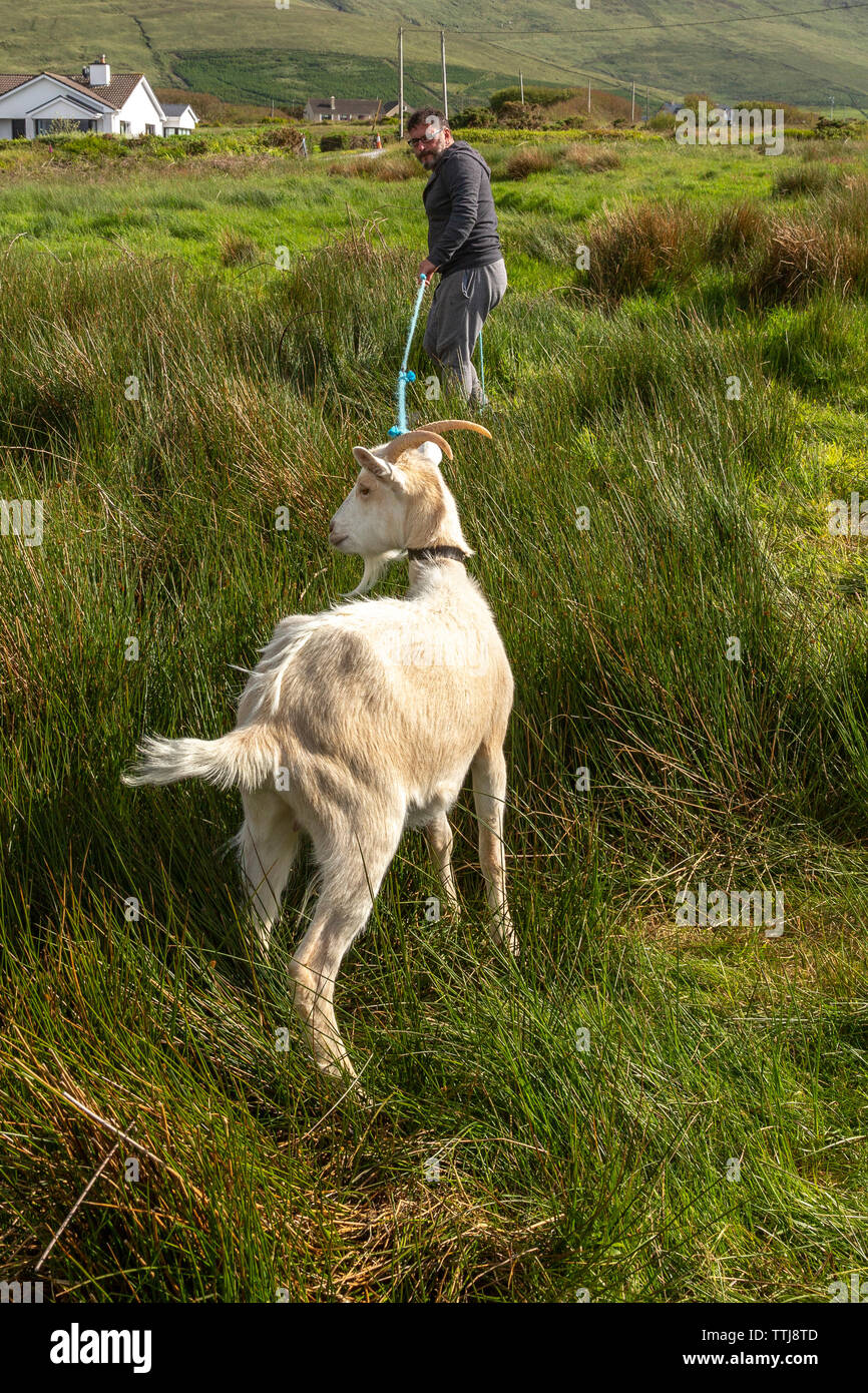 Tethered animals hi-res stock photography and images - Alamy