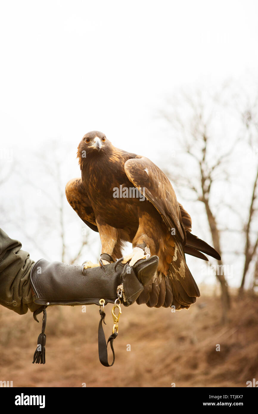 Baby kestrel hi-res stock photography and images - Alamy