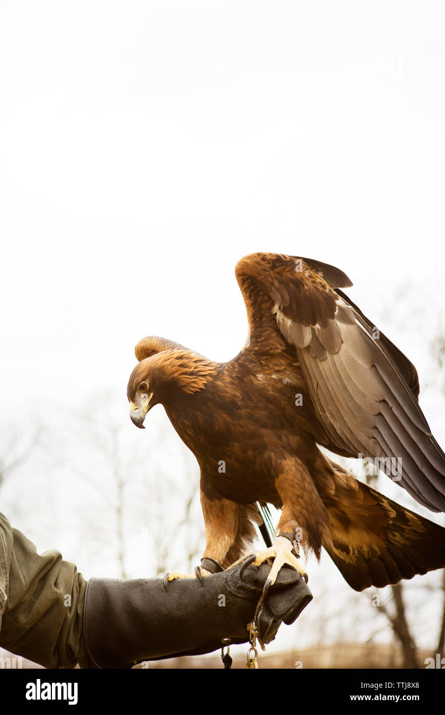 Baby kestrel hi-res stock photography and images - Alamy