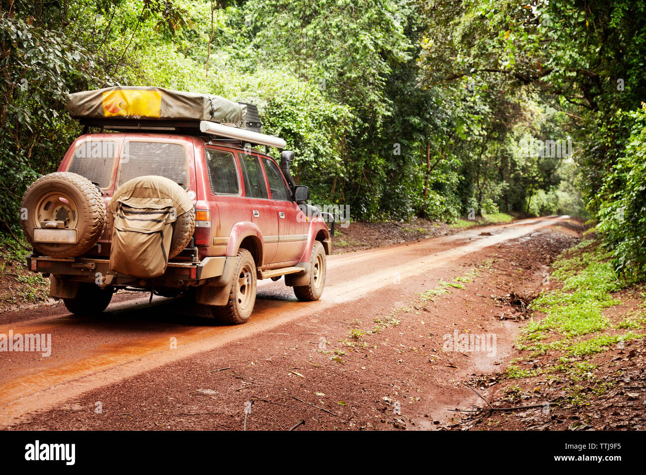 Car in forest Stock Photo - Alamy