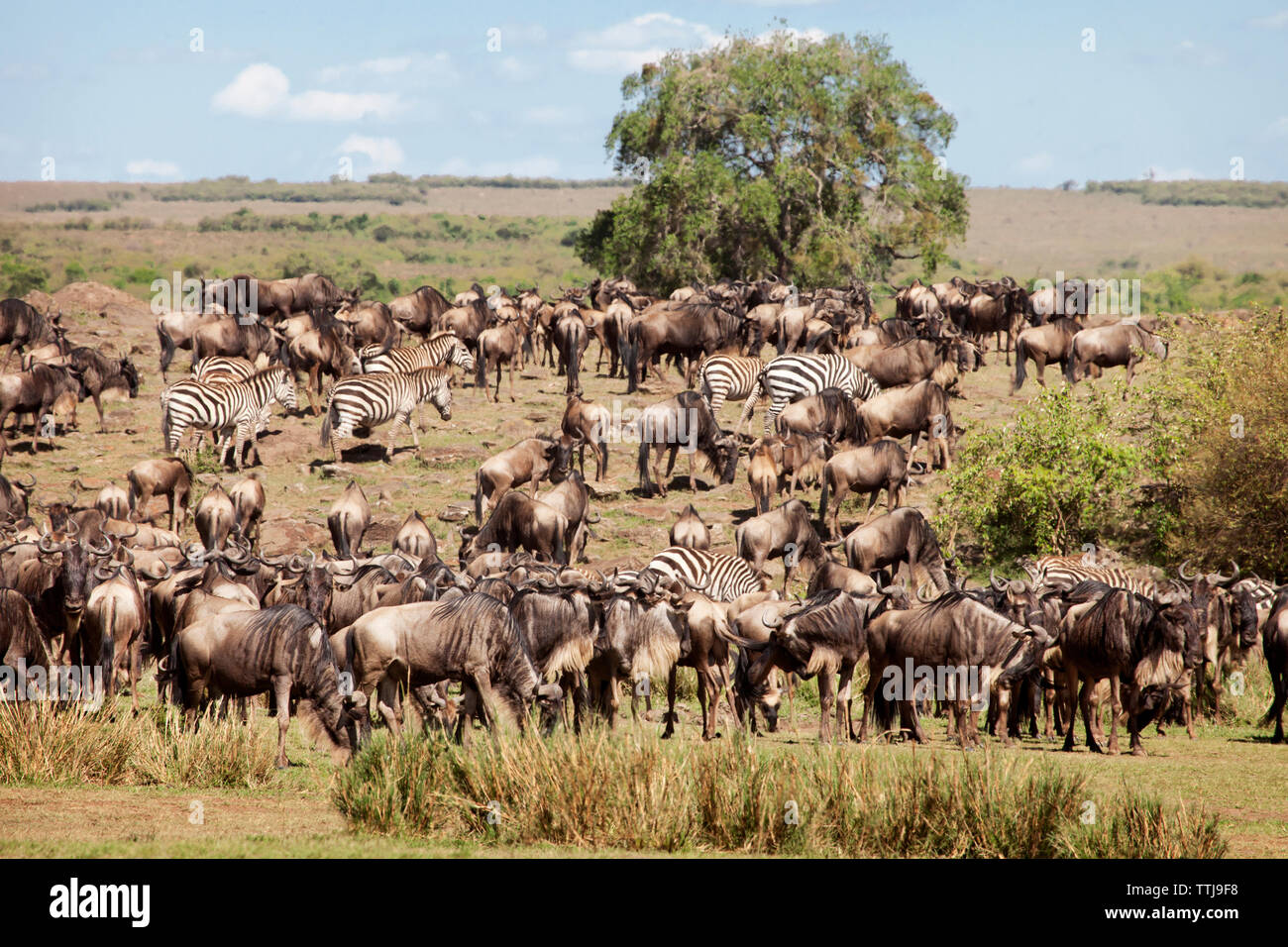 Wildebeest and Zebras on field Stock Photo - Alamy