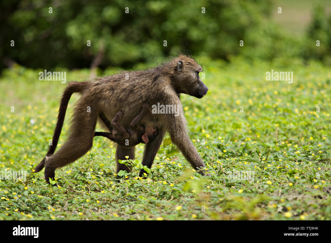 Side view of Baboon carrying baby Stock Photo - Alamy