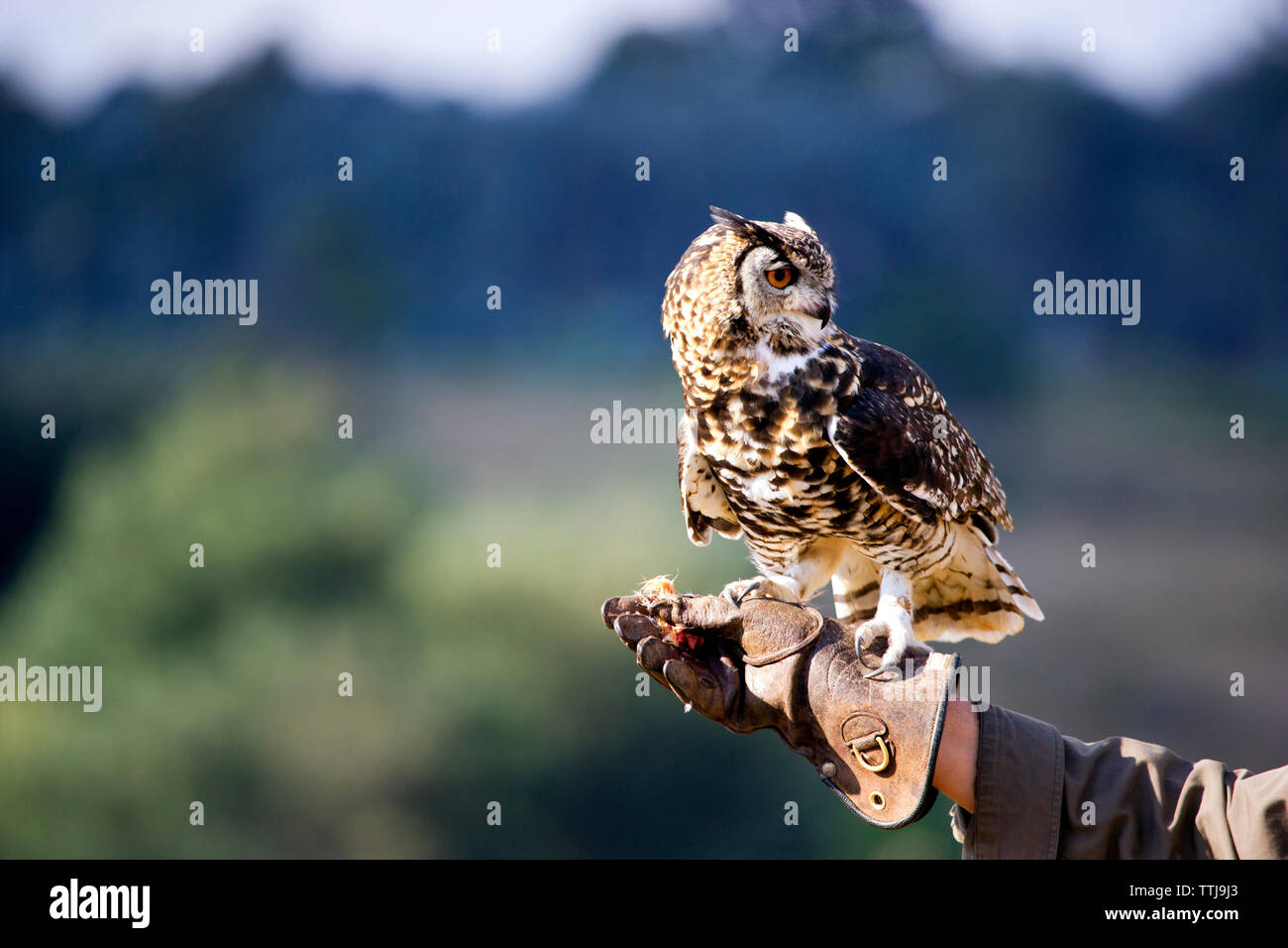 Hand owl hi-res stock photography and images - Alamy