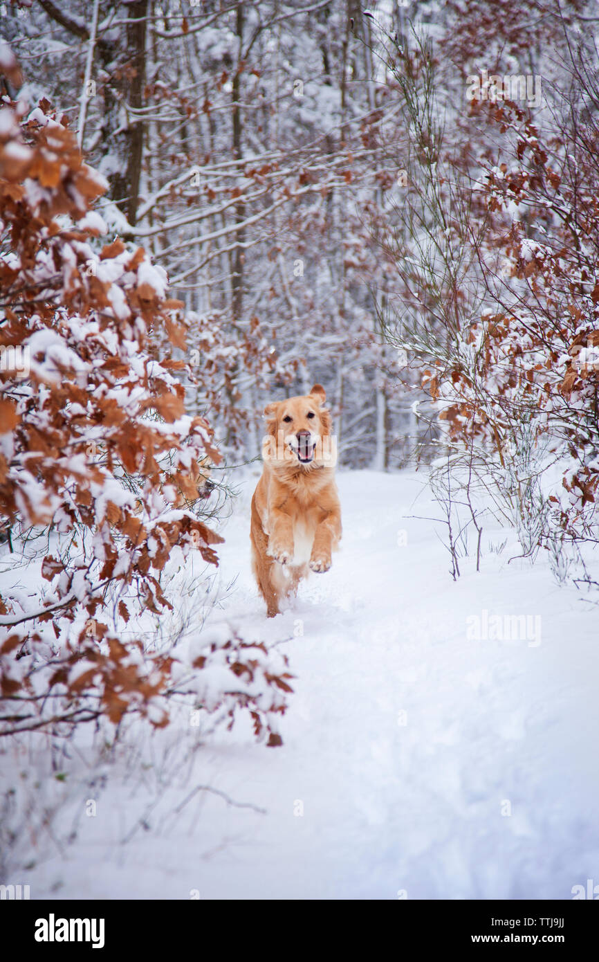 Dog Running Away In Snow