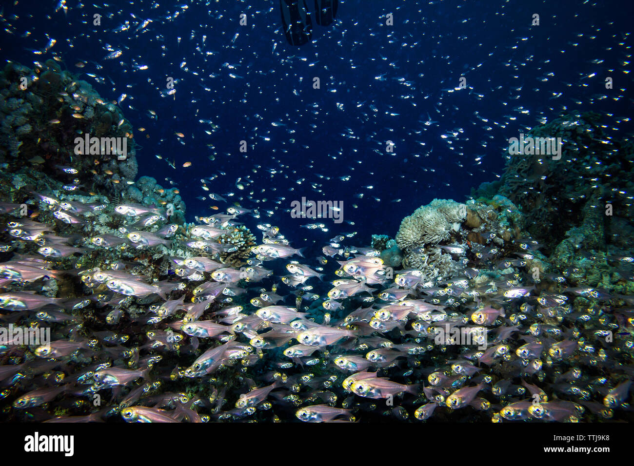 Fishes swimming in sea Stock Photo - Alamy