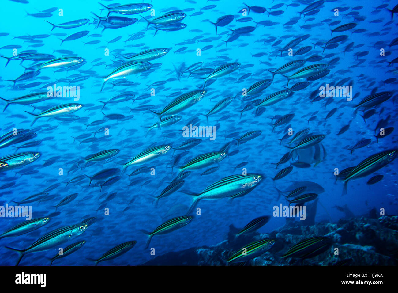 Fish swimming underwater in blue hi-res stock photography and images ...