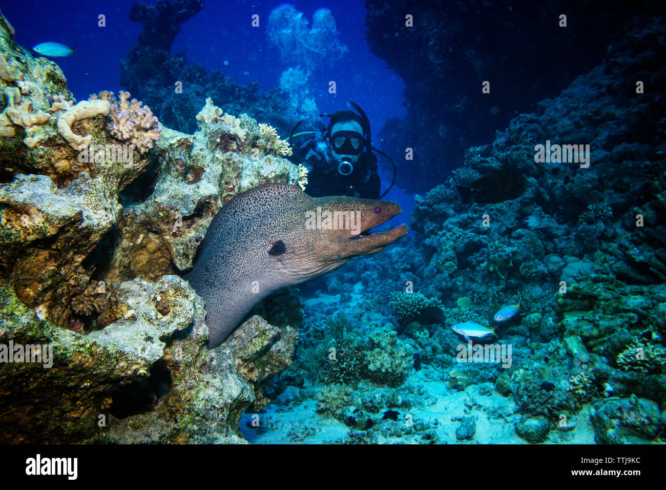 Man scuba diving by moray eel underwater Stock Photo - Alamy
