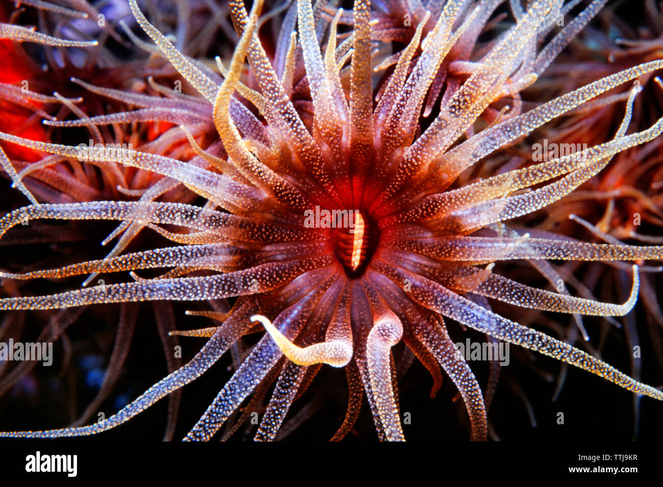 Underwater pattern hi-res stock photography and images - Alamy