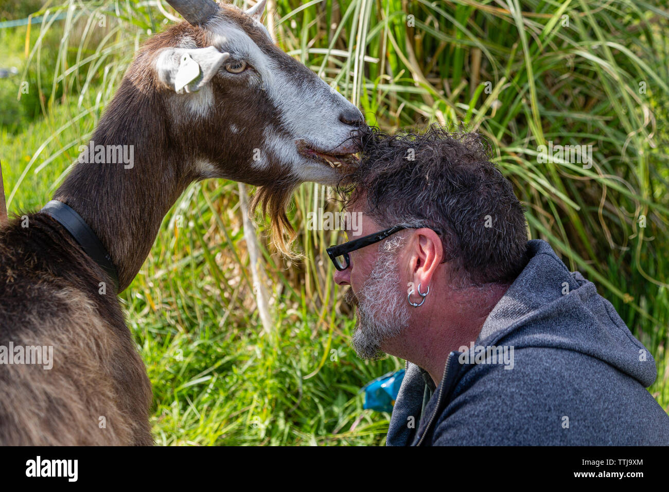 Man goat head hi-res stock photography and images - Alamy