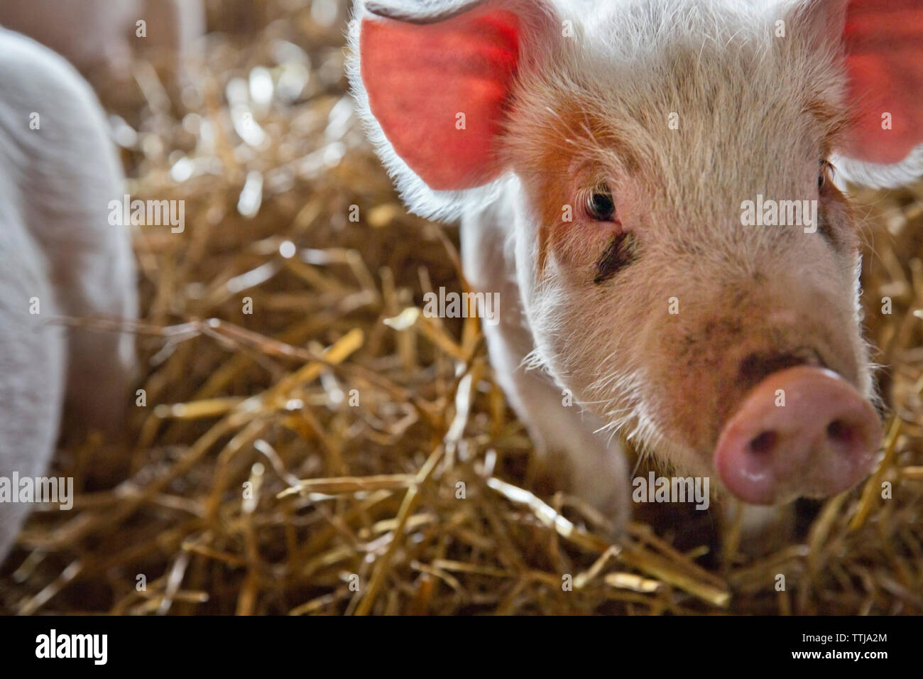 Pigpen hi-res stock photography and images - Alamy