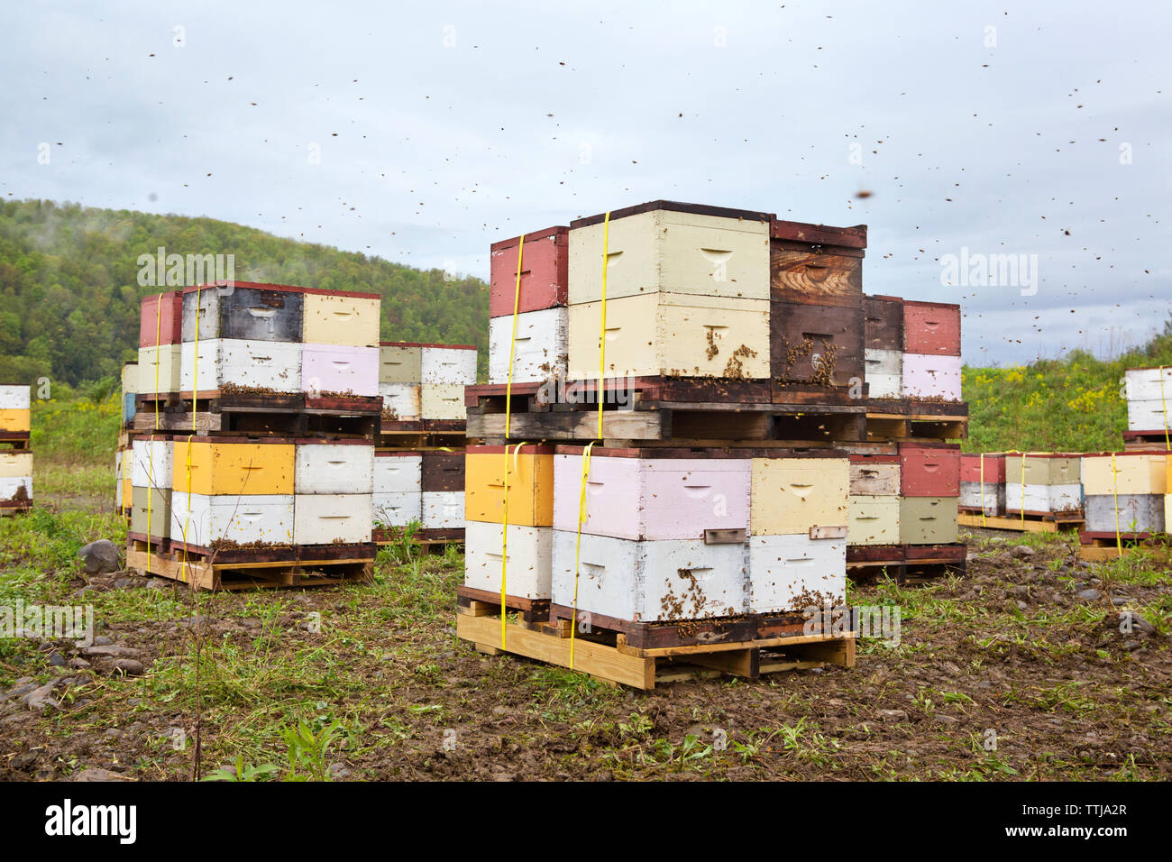 Stacking pallets hi-res stock photography and images - Alamy