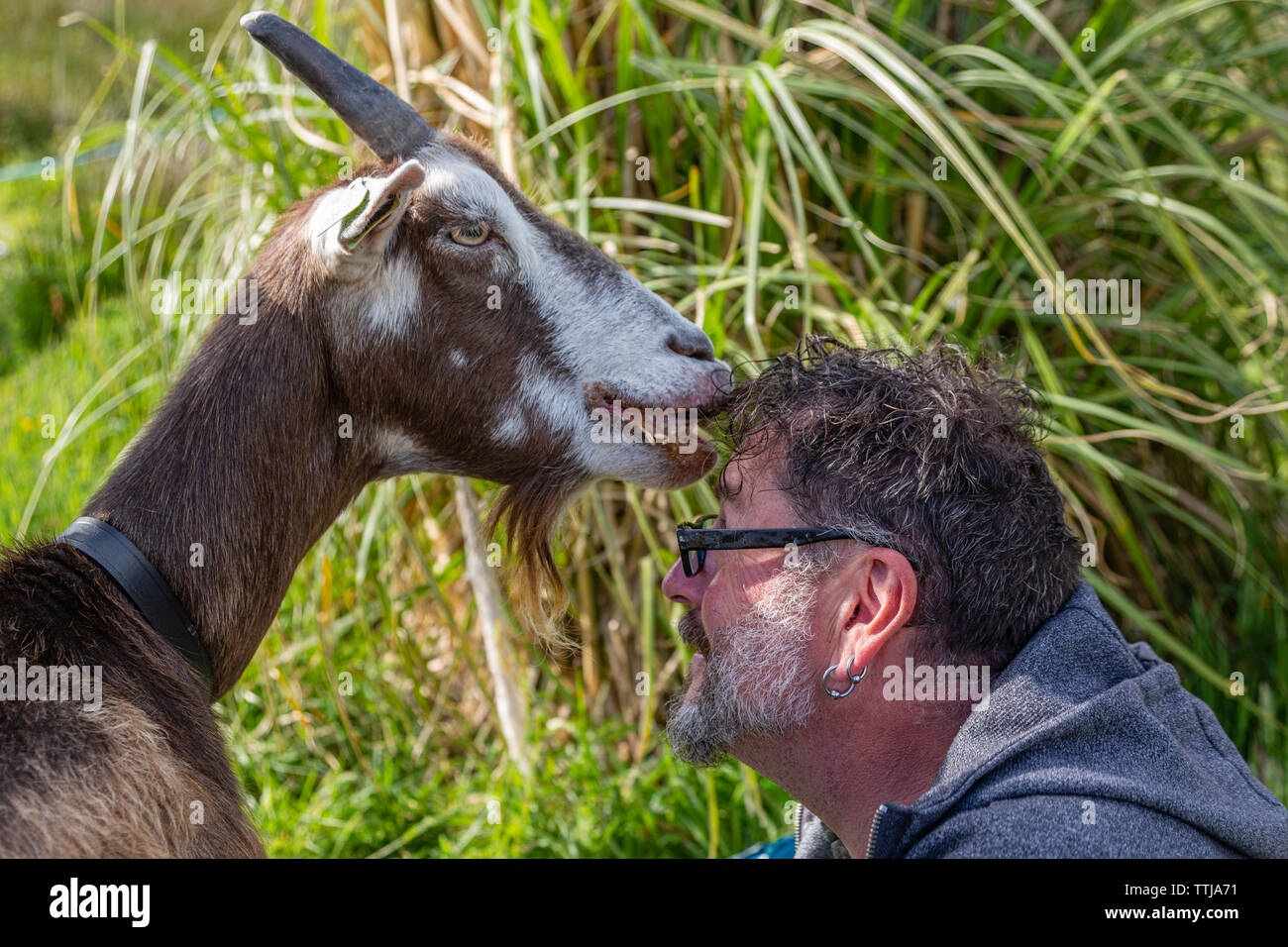 Goat licking head hi-res stock photography and images - Alamy