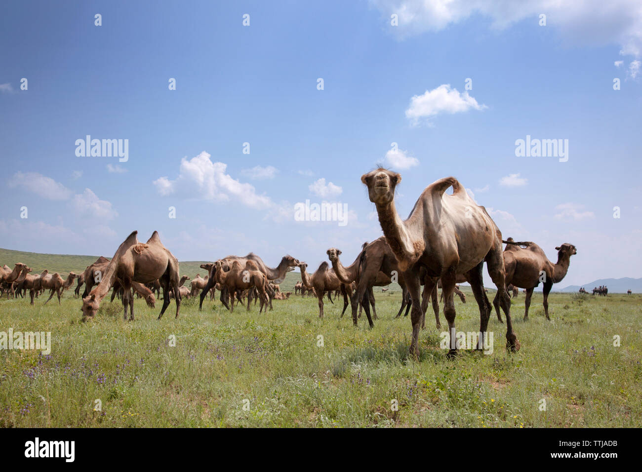 Bactrian camels hi-res stock photography and images - Alamy