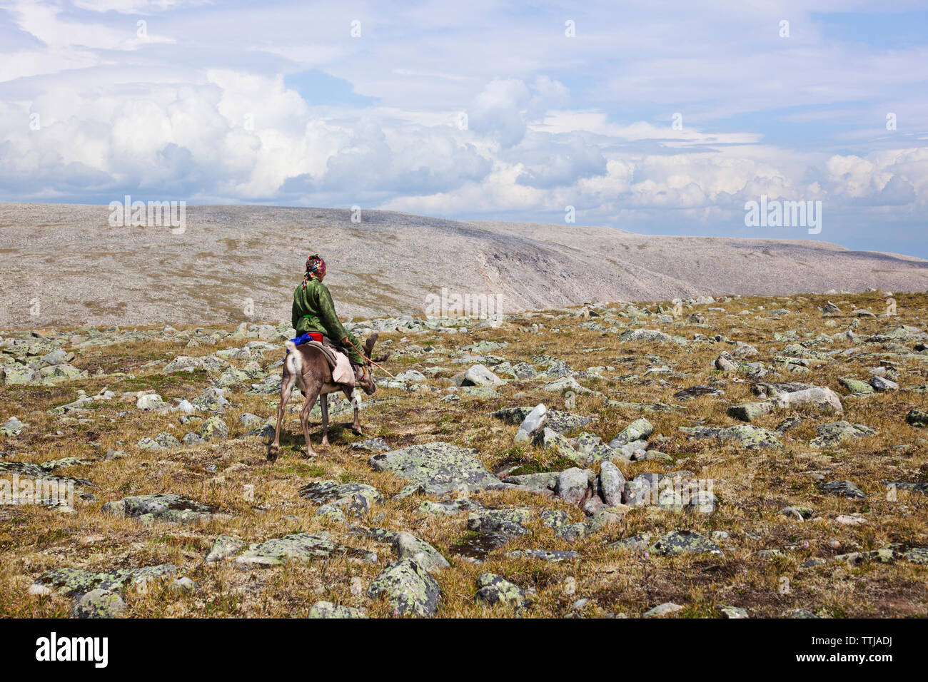 One reindeer walking hi-res stock photography and images - Alamy