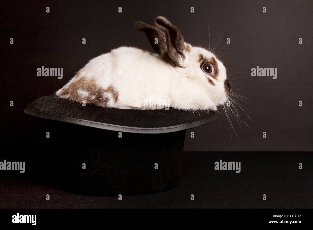 Rabbit in hat against black background Stock Photo - Alamy